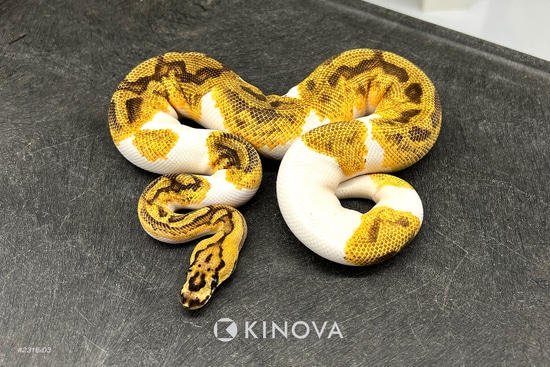 Enchi YB Clown Pied Ball Python by KINOVA