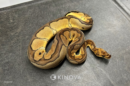 Redstripe Clown Het Desert Ghost 50% Het Hypo Ball Python by KINOVA