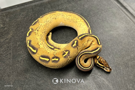 Freeway Dbl Het Clown Pied Ball Python by KINOVA