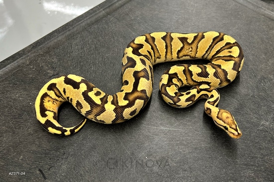 Fire YB Triple Het Desert Ghost Cryptic Clown 50% Het Hypo Ball Python ...