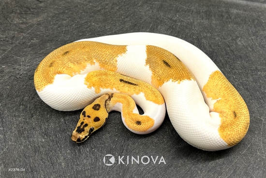 Super Orange Dream Clown Pied Ball Python by KINOVA