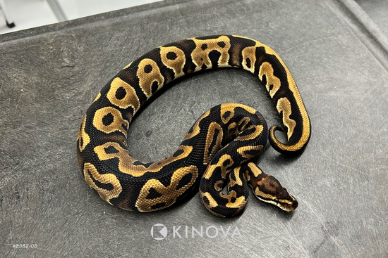 Leopard Dbl Het Sunset Clown Ball Python by KINOVA