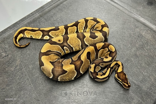 Enchi Dbl Het Desert Ghost Clown Ball Python by KINOVA