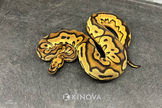 OD YB Clown Het Pied Ball Python by KINOVA