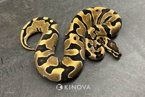 Jaguar Ball Python by KINOVA