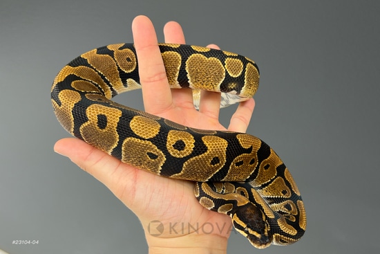 NR Mandarin Het Hypo Ball Python by KINOVA