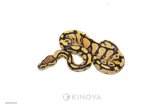 YB Desert Ghost Het G-Stripe 66% Het Cryptic Or Clown Ball Python by KINOVA