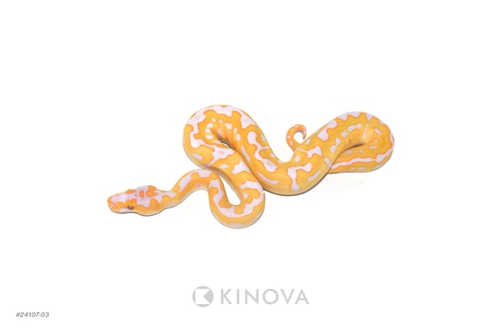 Spotnose Grail Ball Python by KINOVA