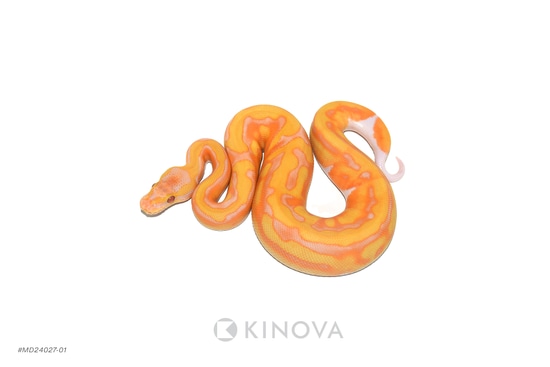 Enchi Mahogany Dreamsicle Ball Python by KINOVA