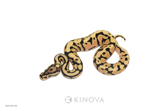 OD Fire Spotnose Dbl Het Desert Ghost Cryptic Ball Python by Alejandrez007