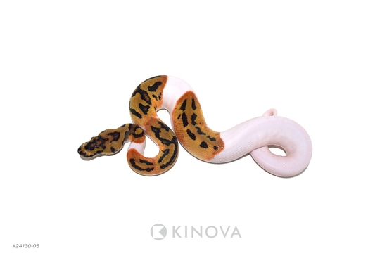 YB Clown Pied Ball Python by KINOVA