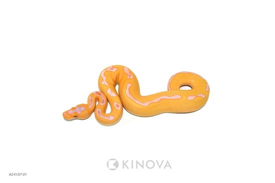 Enchi YB Grail Ball Python by KINOVA
