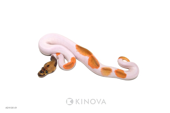 OD Leopard Clown Pied Ball Python by KINOVA