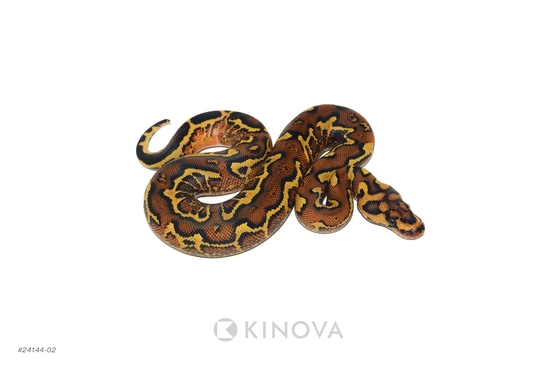 Super Asphalt Clown Het PIed Ball Python by KINOVA