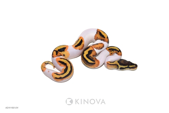 Fire Pied Het Monarch Ball Python by KINOVA