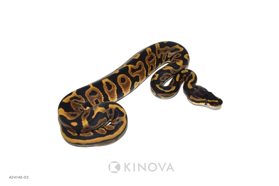 Leopard Furrow Het Monarch Ball Python by KINOVA