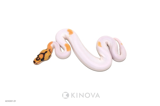 OD Freeway Clown Pied Ball Python by KINOVA