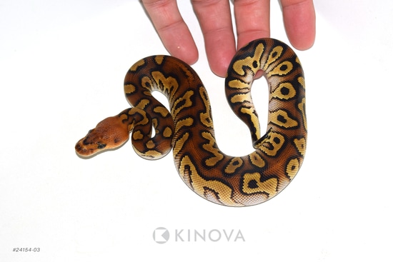 Cypress (Peach) Clown Ball Python by KINOVA