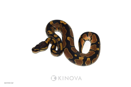 Dbl Het Desert Ghost Sunset Ball Python by KINOVA