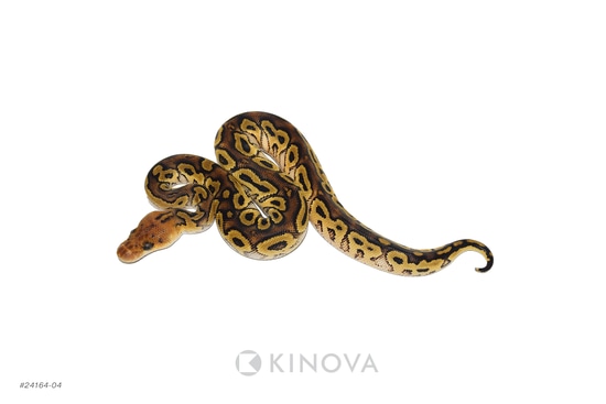 Bongo Clown Ball Python by KINOVA