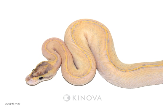 (Blkhead) Highway Dbl Het Clown Pied Ball Python by KINOVA