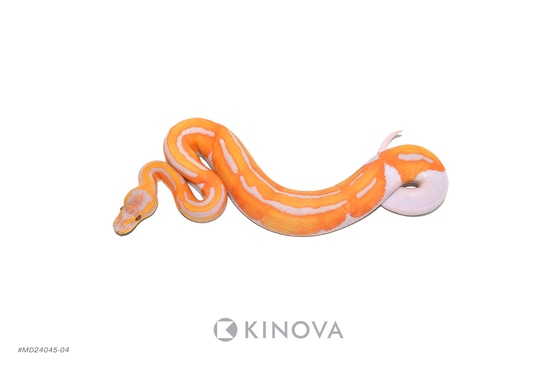 Dreamsicle Ball Python by KINOVA