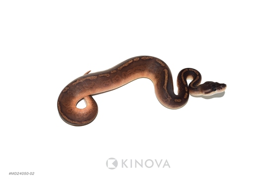 Cinnamon Sunset Het Clown Ball Python by KINOVA