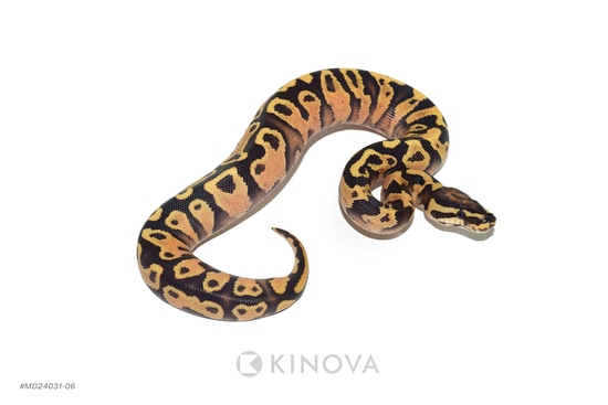 OD YB Fire Jaguar Ball Python by KINOVA