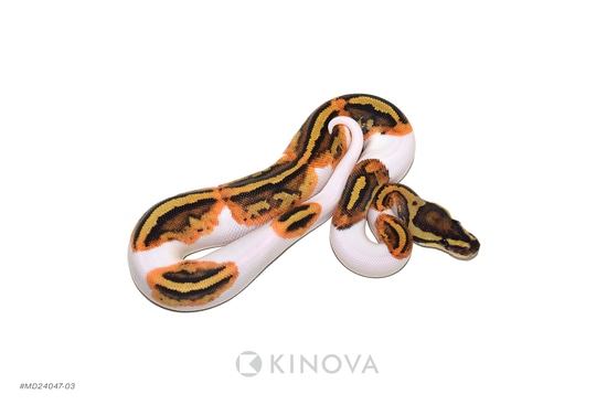Fire YB Pied Het Clown Ball Python by KINOVA