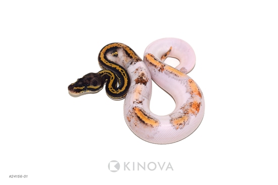 Pastel Leopard Blackhead Asphalt Pied Het Clown Ball Python by KINOVA