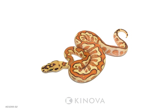 Fire YB Special Spotnose Hurricane Clown Ball Python by KINOVA