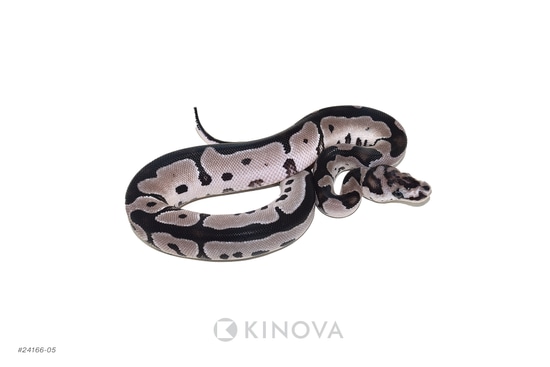 Clown Axanthic - VPI Het Desert Ghost Ball Python by KINOVA
