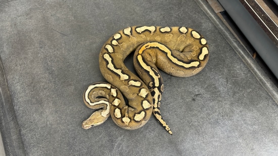 Black Pastel GHI YB Redstripe Spotnose Het Clown Ball Python by KINOVA