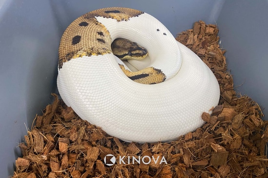 Leopard OD Pied Het Clown Ball Python by KINOVA