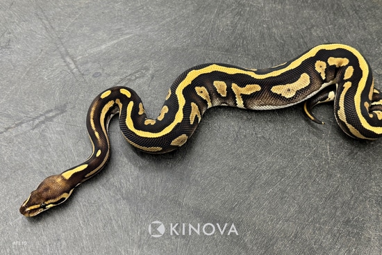 Leopard Blackhead Dbl Het VPI Axanthic Clown Ball Python by KINOVA