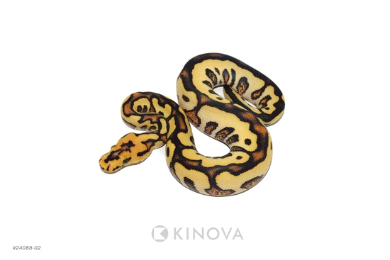 RS YB SN (Fire) Clown DG Het Stripe Ball Python by KINOVA