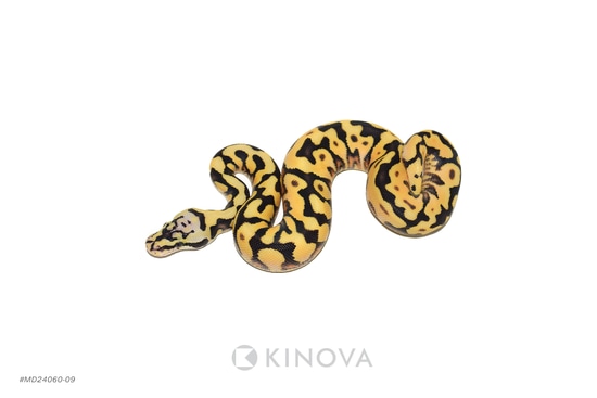 Pastel Enchi Spotnose White Lace Het Clown Ball Python by KINOVA