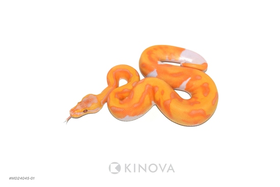 Enchi Dreamsicle Ball Python by KINOVA