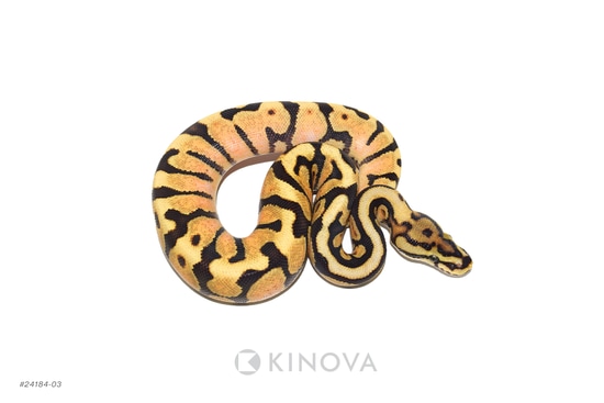 Fire Enchi Spotnose Het Clown Ball Python by KINOVA