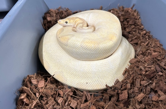 (OD) Enchi CG Clown Ball Python by KINOVA