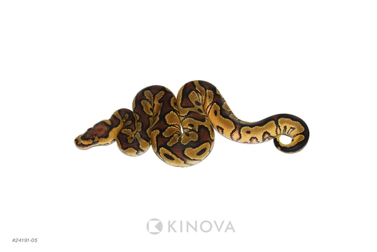 Enchi Hurricane Clown Ball Python by KINOVA