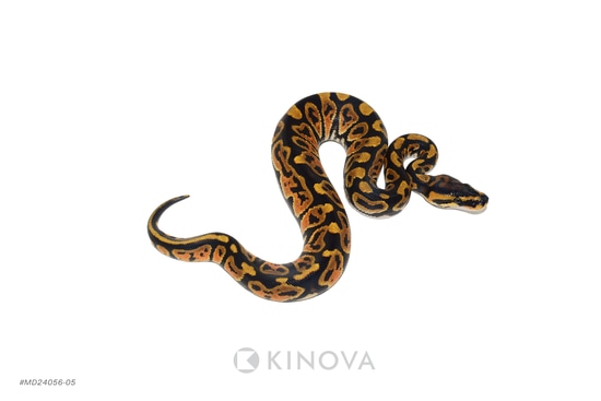 OD Pixel Jaguar Ball Python by KINOVA