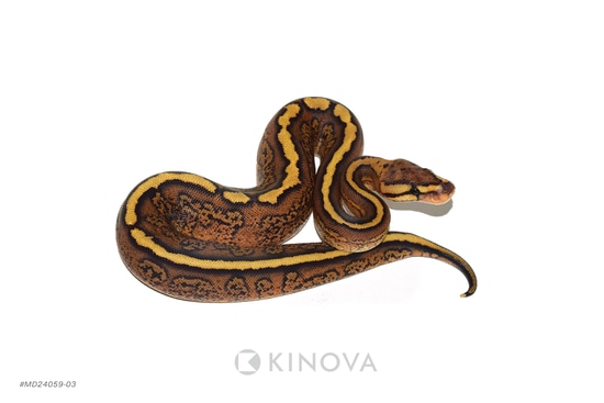 Fire YB Pixel Redstripe Ball Python by KINOVA
