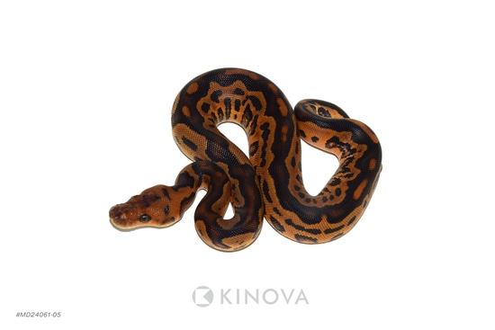 Cinnamon (Joppa) Leopard YB Clown 50% Het Pied Ball Python by KINOVA
