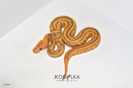 YB Scarecrow Ball Python by KINOVA