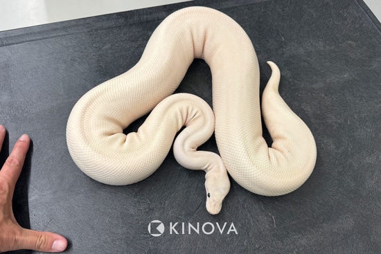 OD Ivory Pied Ball Python by KINOVA