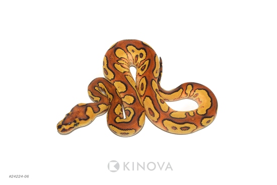 Enchi YB Special Hurricane Clown Ball Python by KINOVA