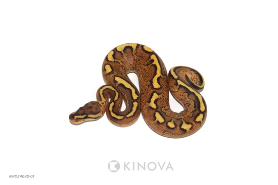 Fire Redstripe YB Pixel Ball Python by KINOVA