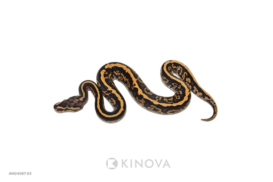 (Redstripe) Fire YB Confusion Pixel Ball Python by KINOVA