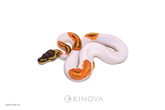 OD YB Enchi Pied Het Clown Ball Python by KINOVA